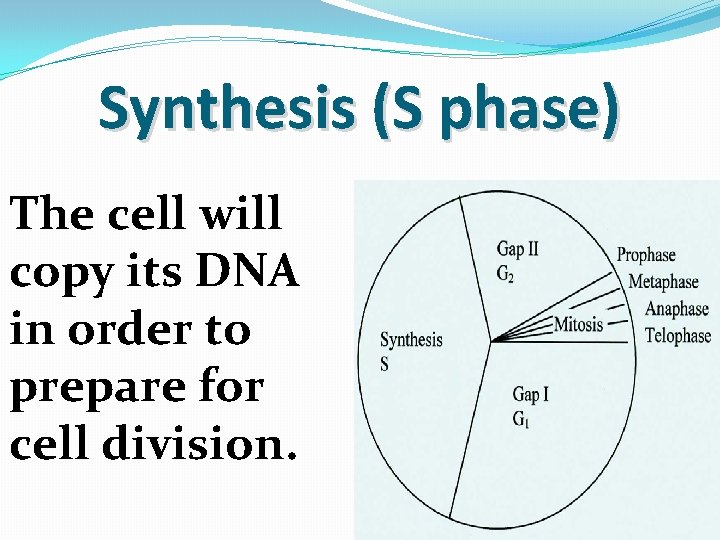 Cell Cycle Background Most cells are less than