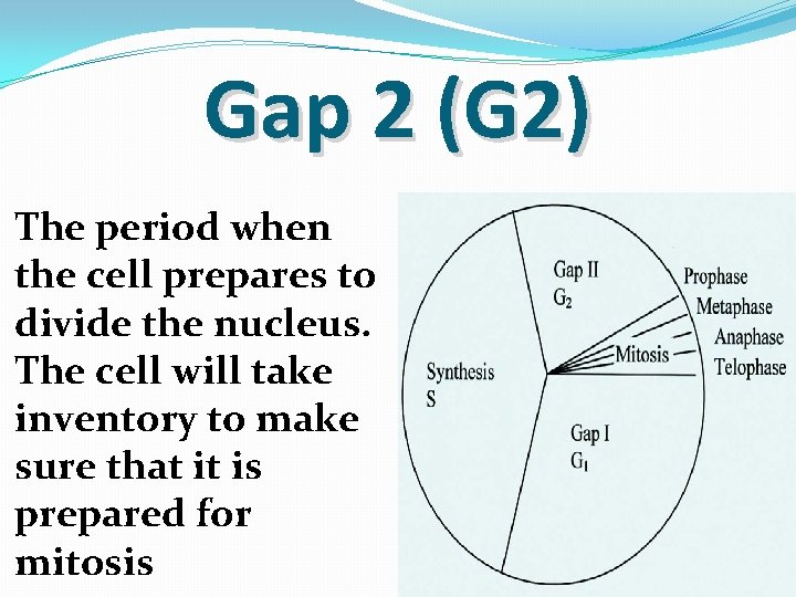 Cell Cycle Background Most cells are less than