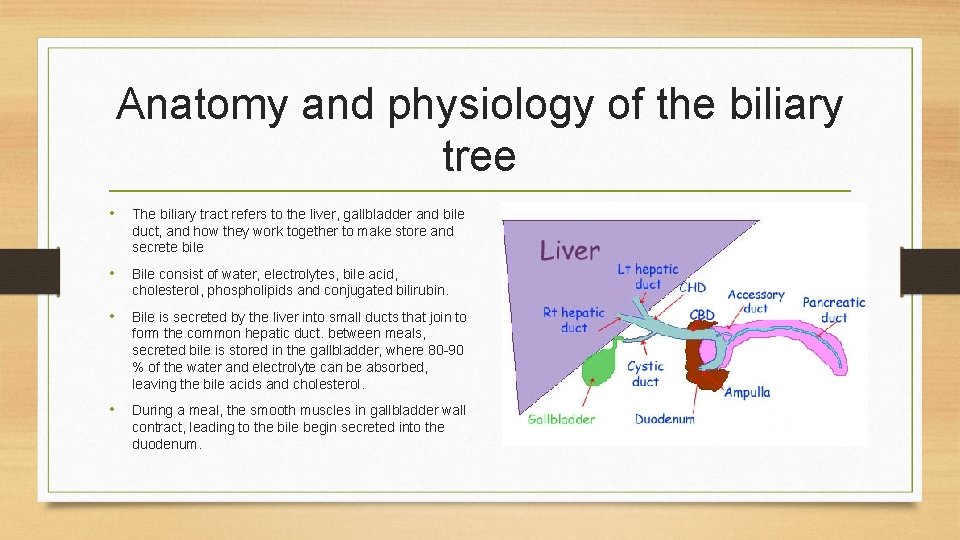 Hizbullah Abid Hepatobilliary surgery billary tract Anatomy of