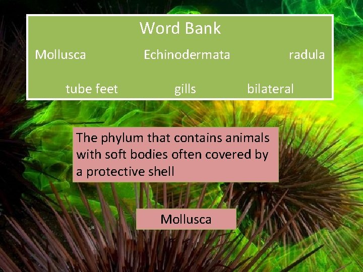 Mollusk and Echinoderm Review Word Bank Mollusca tube