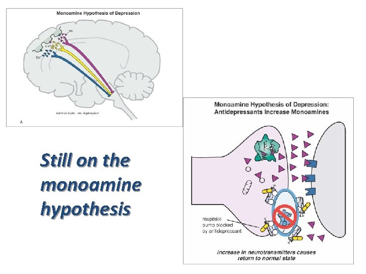 Substrato Biologico delle Patologie Psichiatriche Felice Iasevoli ...