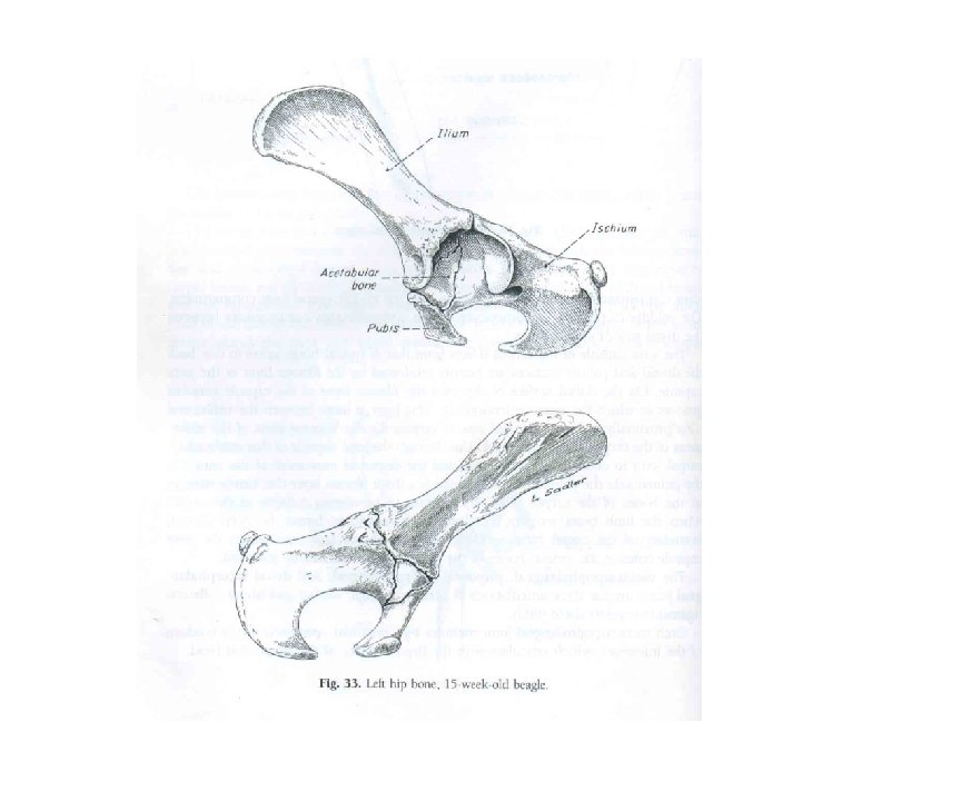 II Skeletonconsists of bones and other connective tissue