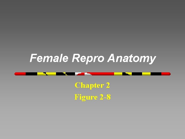 Female Repro Anatomy Chapter 2 Figure 2 8