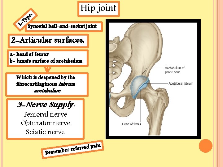 Joints of the lower limb Hip joint e