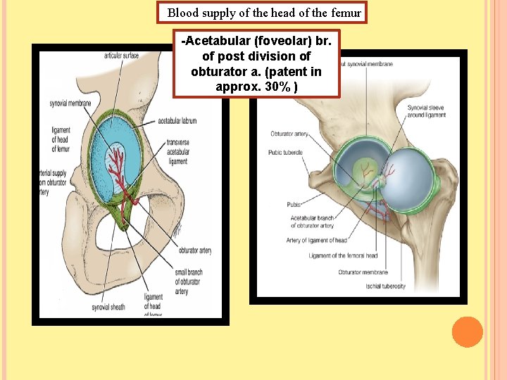 Joints of the lower limb Hip joint e