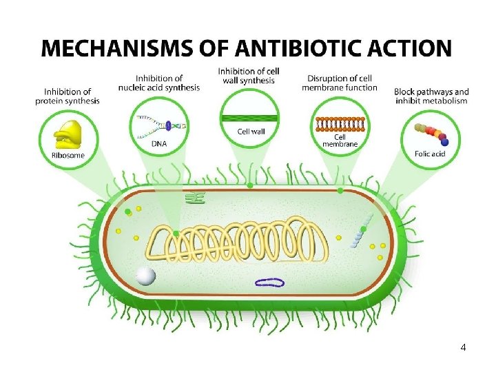 Basics of Antimicrobial Therapy 1 Selective Toxicity How