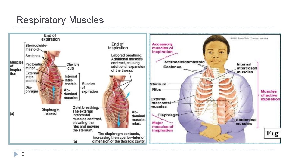Mechanics of Pulmonary Ventilation Red very important Green