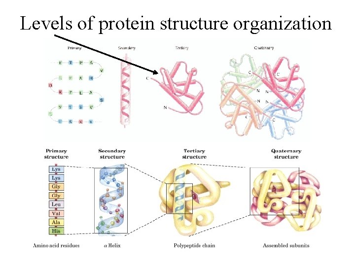 DOMAIN TERTIARY AND QUARTERNARY STRUCTURE OF PROTEINS Levels