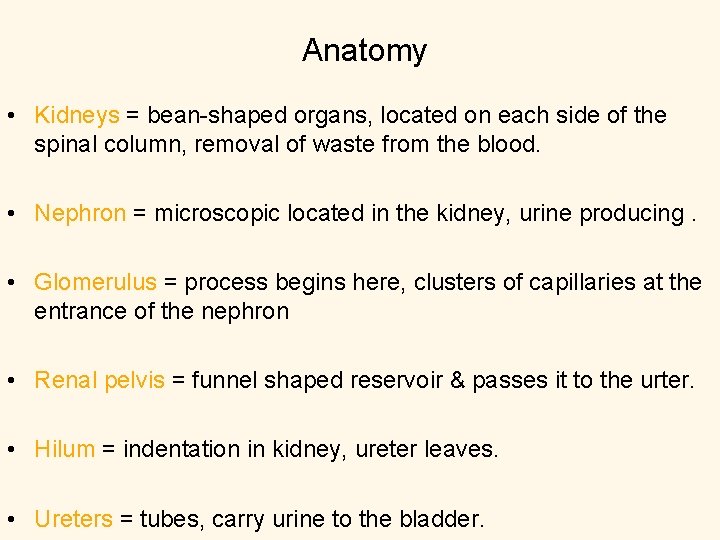 Anatomy Kidneys beanshaped organs located on each side