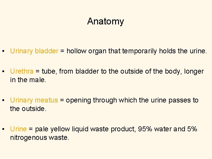 Anatomy Kidneys beanshaped organs located on each side