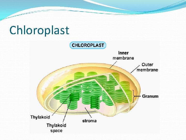 The Reactions of Photosynthesis 8 3 Flora Biology