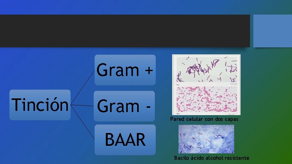 Qu son las bacterias Son clulas procariotes importantes