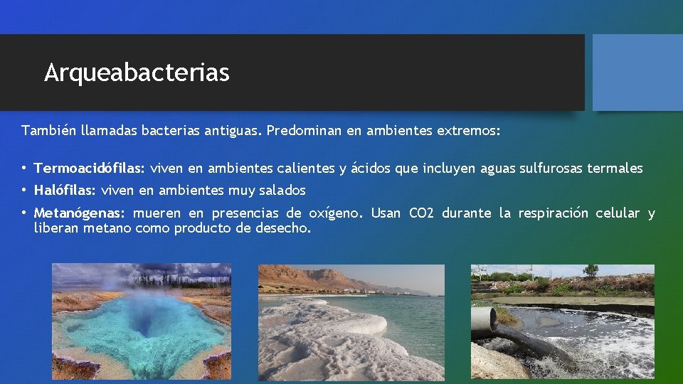Qu son las bacterias Son clulas procariotes importantes