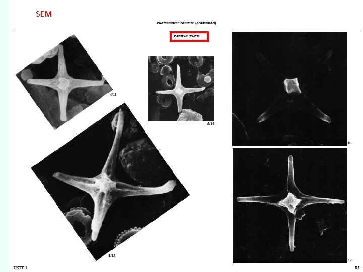 Asteroliths discoasters Heliodiscoaster and Eudiscoaster MariePierre ...