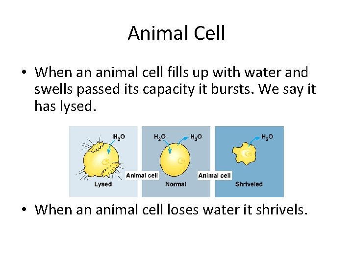 Cell Transport Plasma Membrane Parts of the cell
