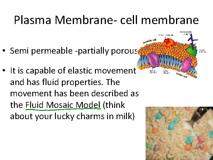 Cell Transport Plasma Membrane Parts of the cell