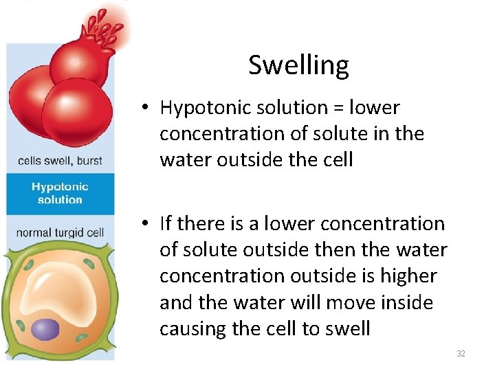 Cell Transport Plasma Membrane Parts of the cell