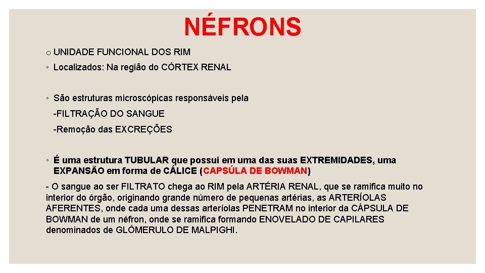 SISTEMA URINRIO FORMADO POR Um par de RINS