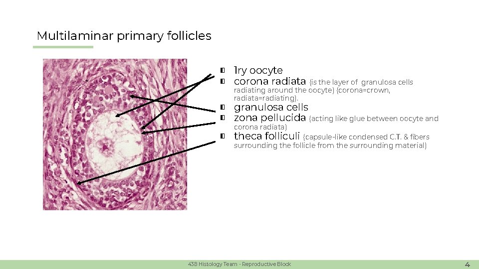 Female Reproductive System Objectives By the end of