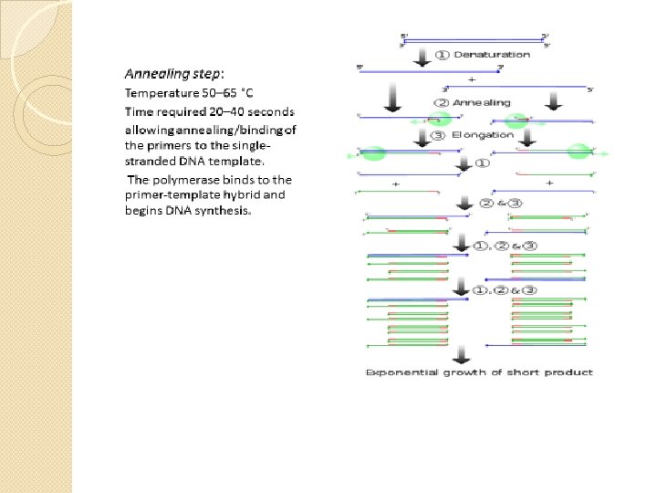 The polymerase chain reaction PCR PCR Principles and
