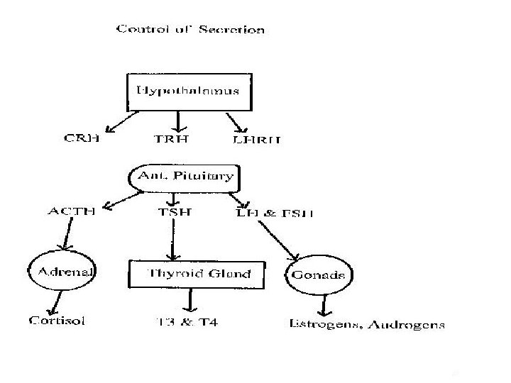 Dr Mohammed Kalimi Endocrine Reproduction Introduction Biosynthesis of