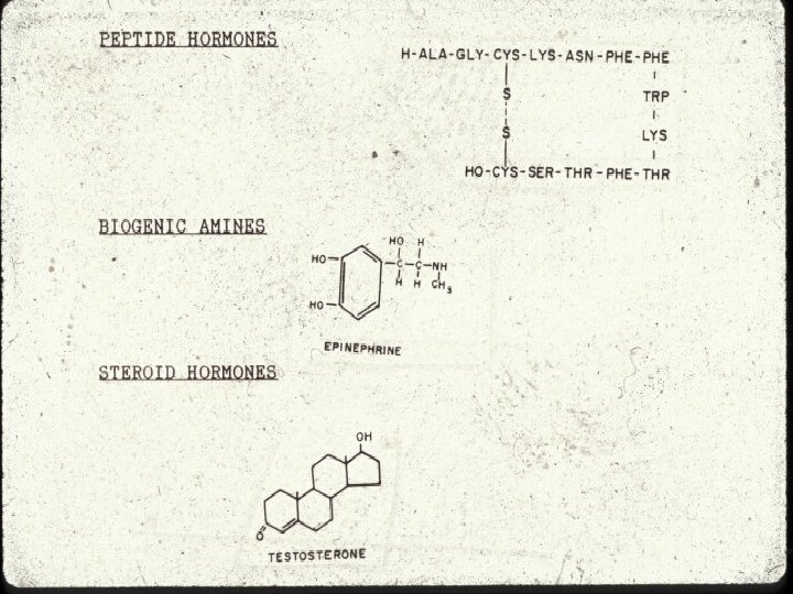 Dr Mohammed Kalimi Endocrine Reproduction Introduction Biosynthesis of
