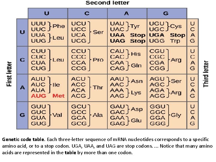 RNA has the nitrogenous base uracil rather than