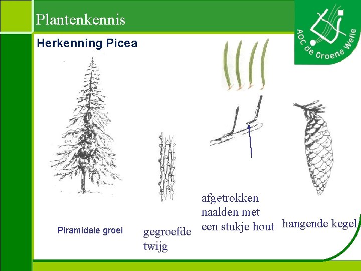Niveau 2 Plantenkennis Coniferen Bladconifeer Naaldconiferen ...