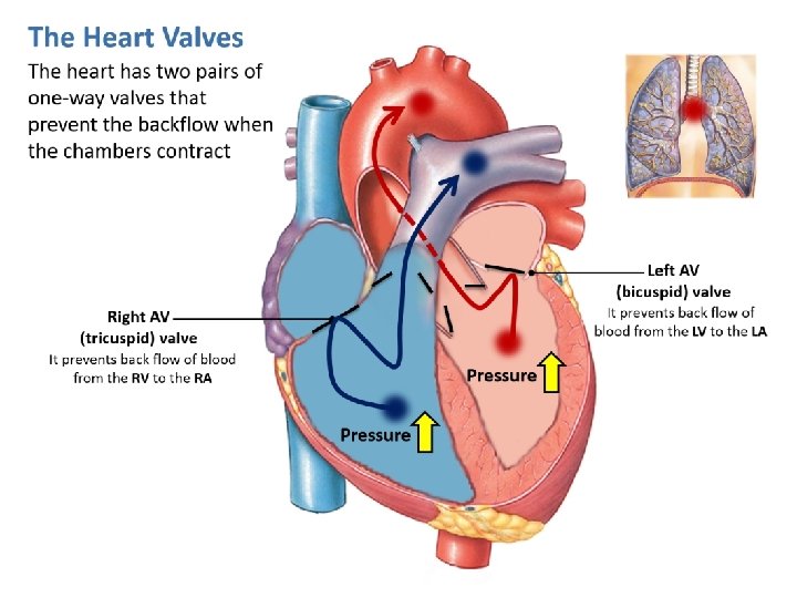 The Circulatory System Lecture 3 The Heart Part