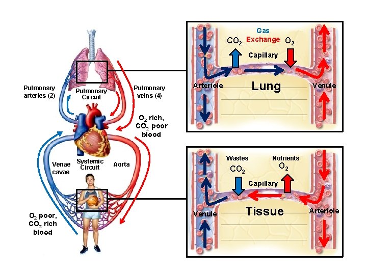 The Circulatory System Lecture 3 The Heart Part