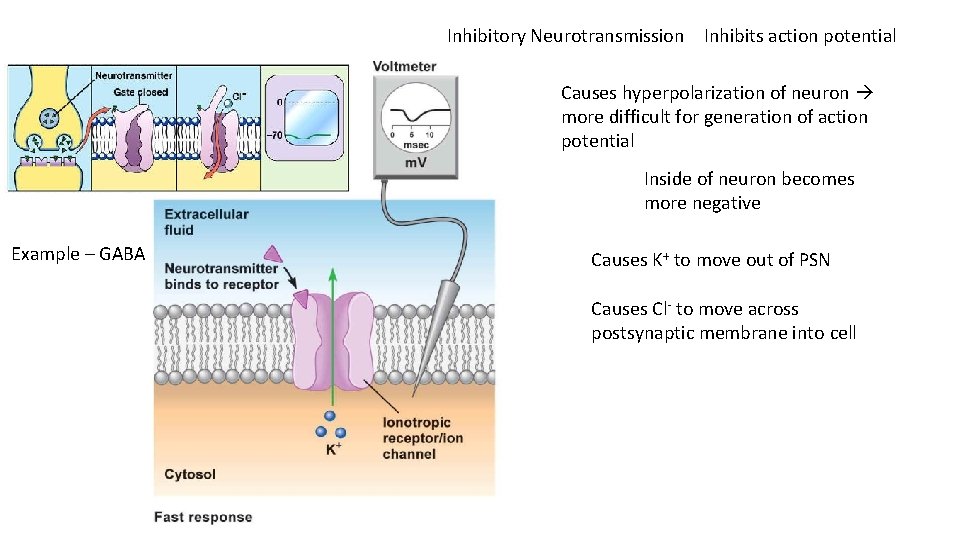 A 5 Neuropharmacology Understandings Some neurotransmitters excite nerve
