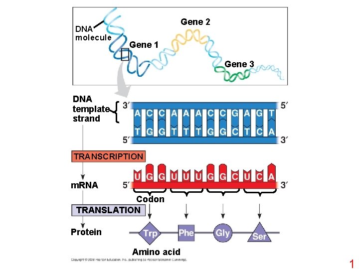 DNA molecule Gene 2 Gene 1 Gene 3