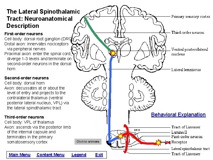 The Spinothalamic System Learning Module Click to Begin