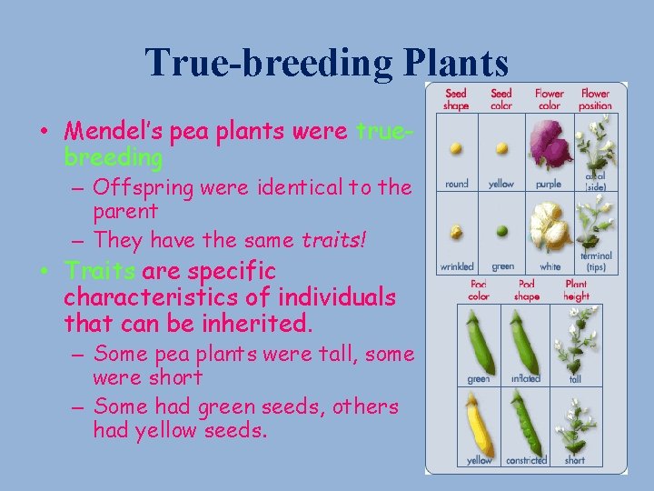 Grab a notebook page and continue Vocabulary Genetics