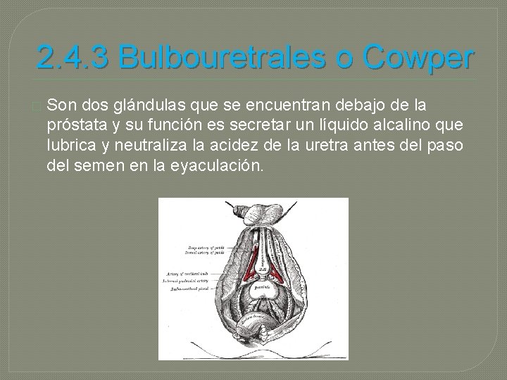 ANATOMIA Y FISIOLOGIA DEL APARATO REPRODUCTOR 1 Funciones