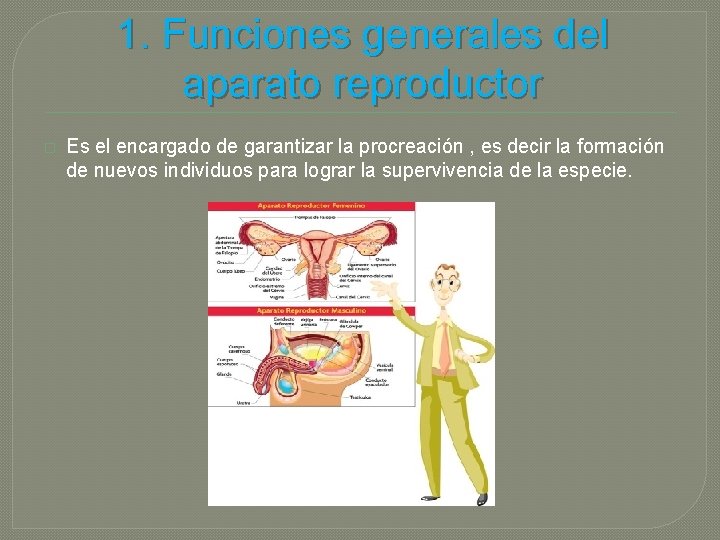 ANATOMIA Y FISIOLOGIA DEL APARATO REPRODUCTOR 1 Funciones