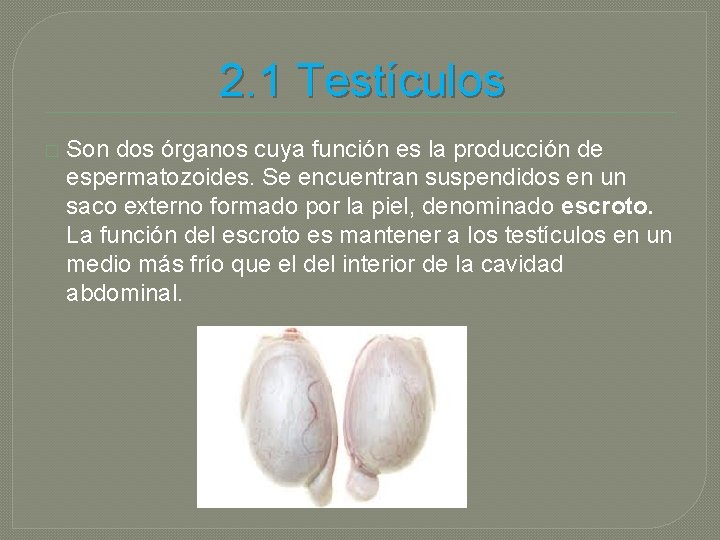 ANATOMIA Y FISIOLOGIA DEL APARATO REPRODUCTOR 1 Funciones