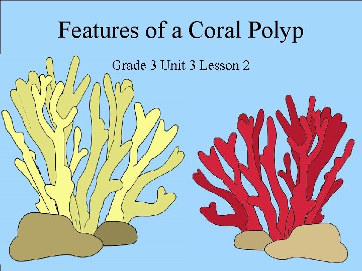 Features of a Coral Polyp Grade 3 Unit