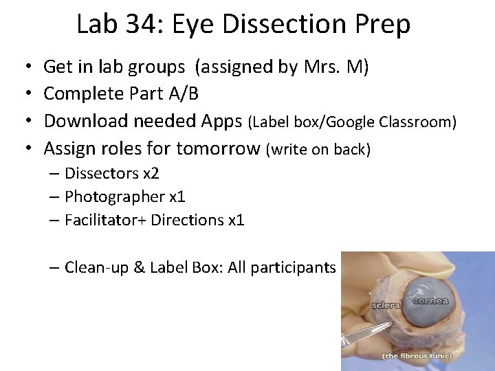 Lab 34 Eye Structure Sheep Eye Dissection Lab