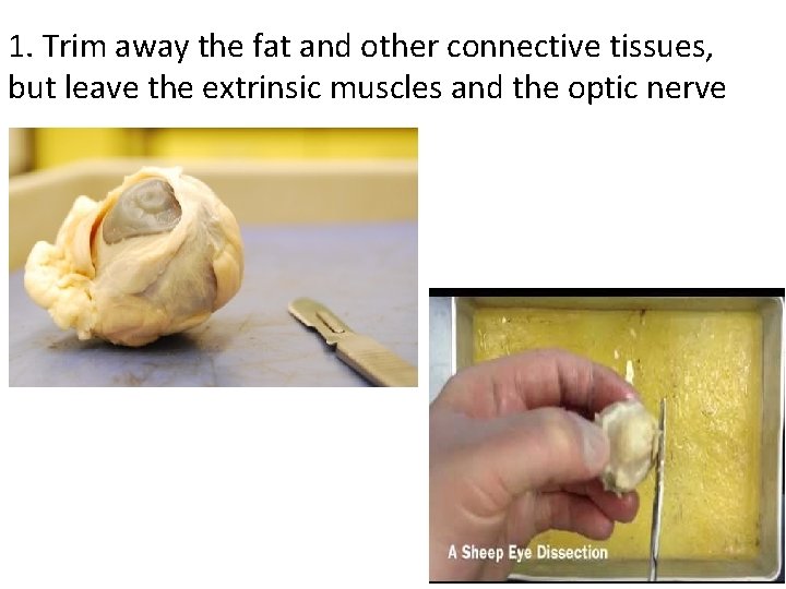 Lab 34 Eye Structure Sheep Eye Dissection Lab