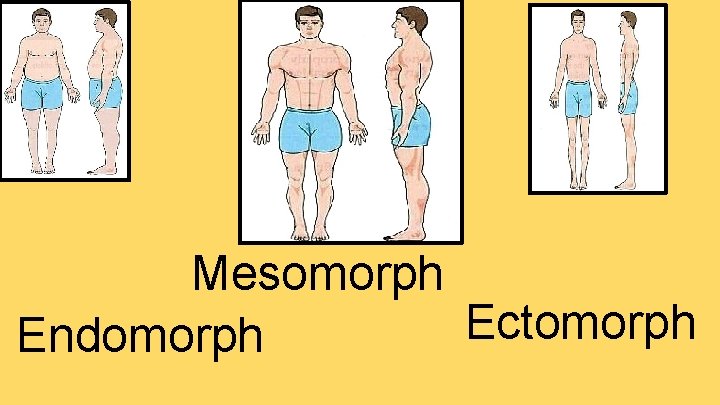 Mesomorph Ectomorph Endomorph What is Genetics Genetics study