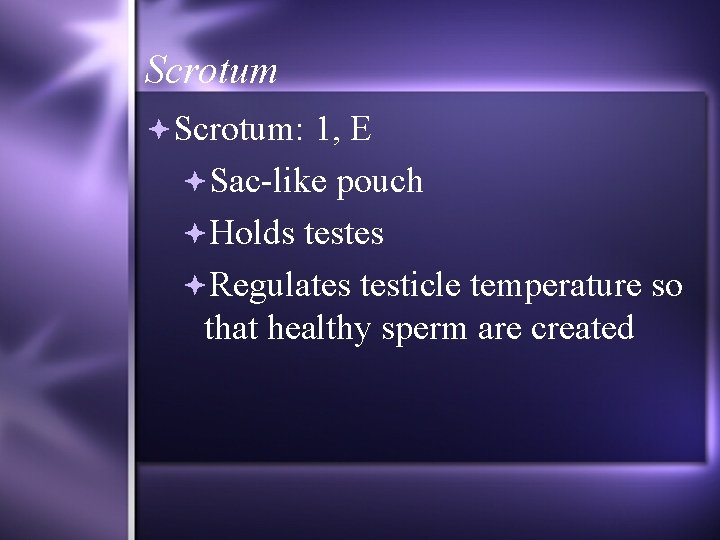 Reproduction Unit Male Reproductive System Puberty period of