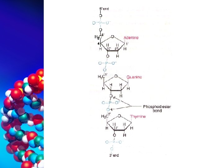 Nucleic acids and Nucleotides By Preeti S Salve