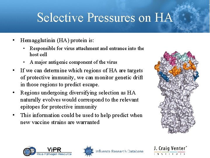 BIG Data Knowledge for Improving Vaccine Virus Selection