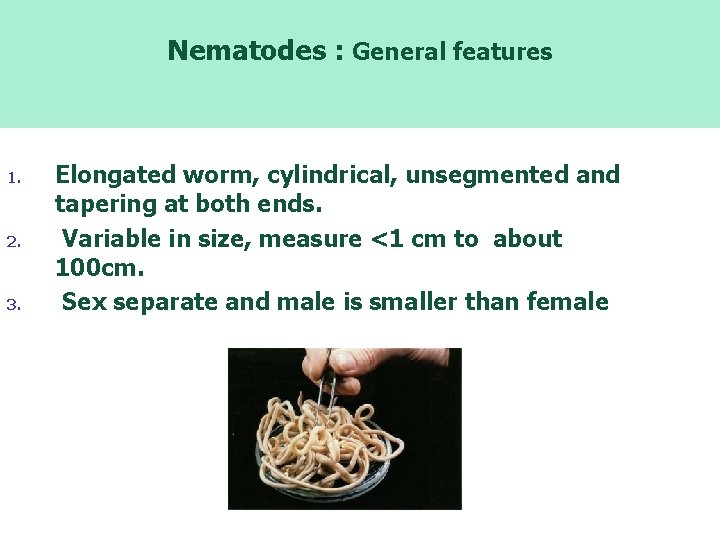 Intestinal Helminths Nematodes Location in the human body