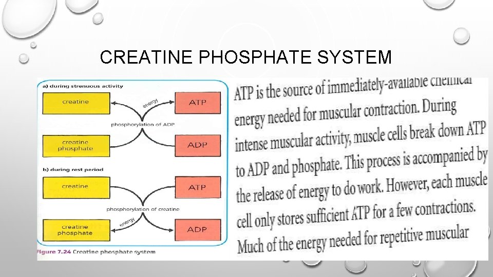 CELLULAR RESPIRATION CHAPTER 7 CFE HIGHER HUMAN BIOLOGY