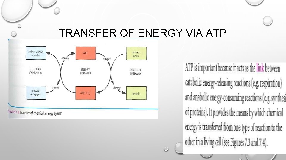 CELLULAR RESPIRATION CHAPTER 7 CFE HIGHER HUMAN BIOLOGY