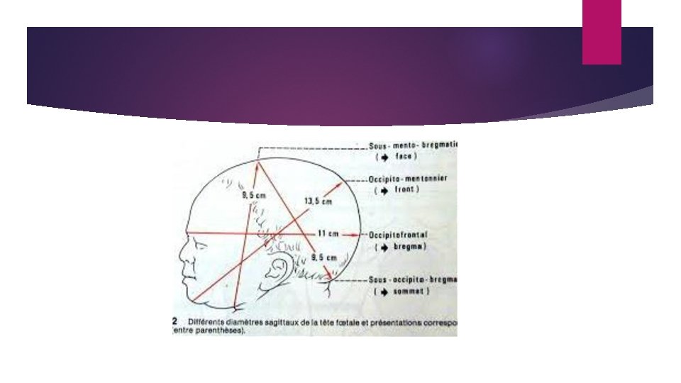 Presentation du sommet Dr Baali INTRODUCTION La prsentation