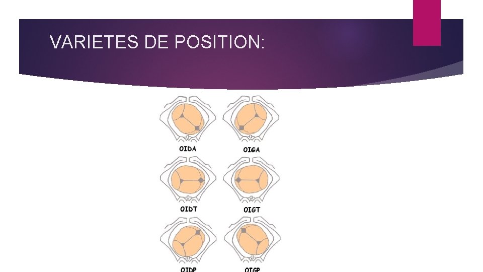 Presentation du sommet Dr Baali INTRODUCTION La prsentation