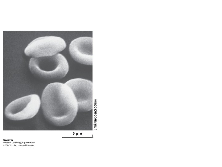 Chapter 7 Biomembrane Structure Chapter 7 Biomembrane Structure